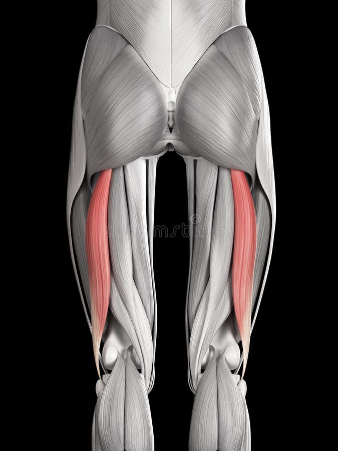 Cabeça Longa De Bíceps Femoris Anatomia Muscular Para O Conceito Médico ...