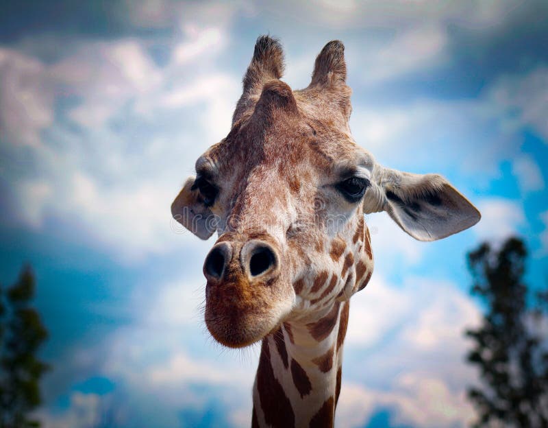 Cabeça E Cara Novas Do Girafa Com Céu Azul Imagem de Stock - Imagem de ...