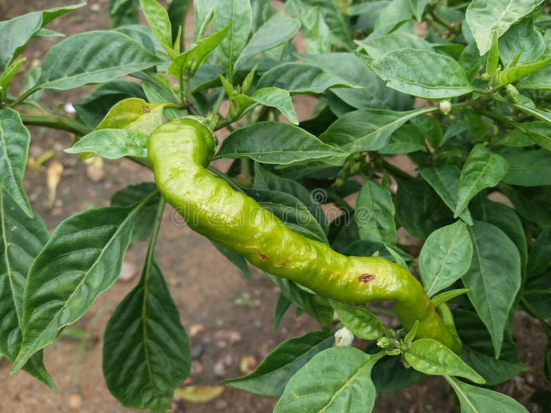 Cabe Keriting Chilli(Veraniya Miris) with Nature Background Stock Photo ...
