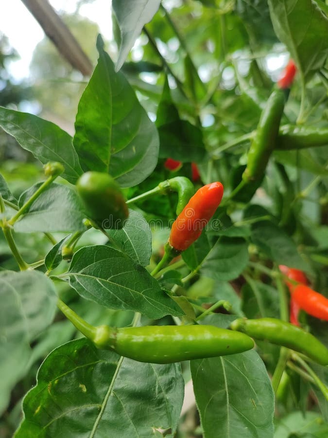 Cabe rawit from Indonesia stock image. Image of produce - 262312467