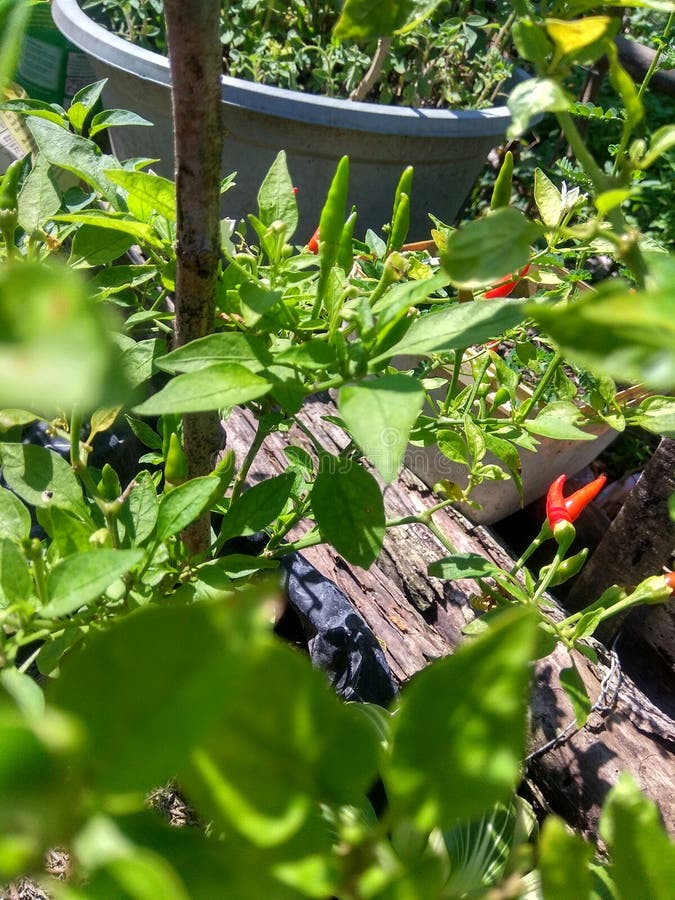 Cabe Red Java Indonesia Hot Chili Stock Image - Image of cabe, java ...