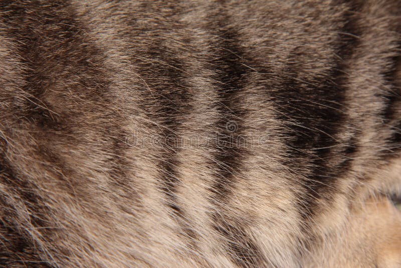 Cabello Animal Con Rayas Negras Grises Foto de archivo - Imagen de ...