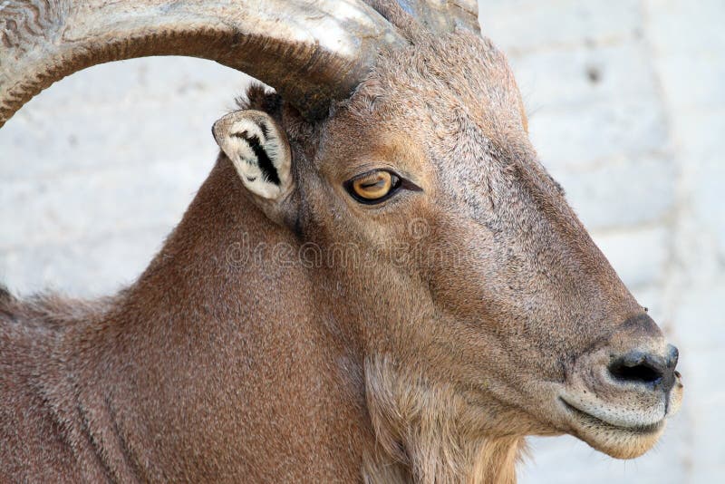 Caber stock photo. Image of wild, creature, wildlife - 41734922