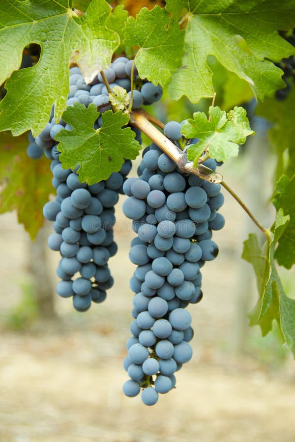 Cabernet Grapes stock photo. Image of cabernet, bottle - 1777018