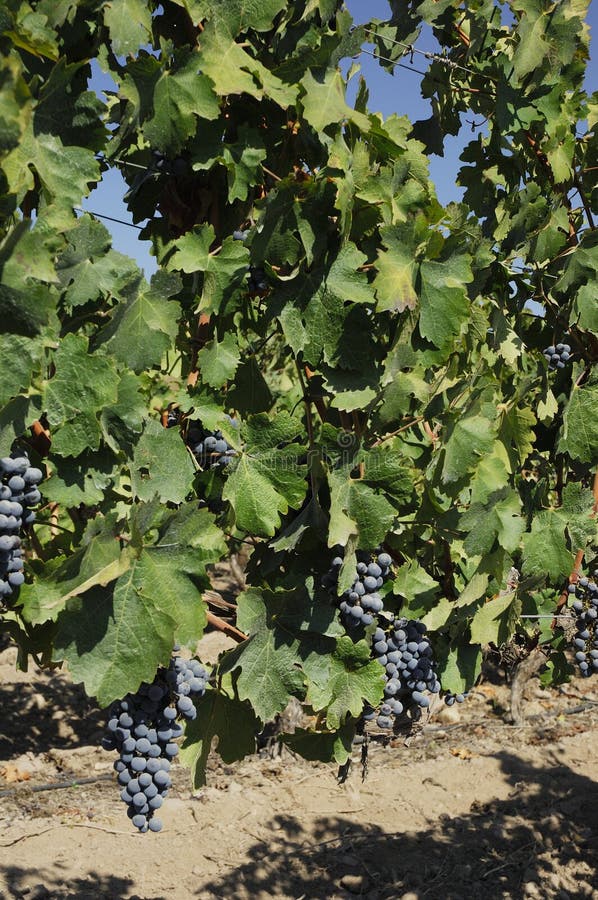 Cabernet Sauvignon grape s stock photo. Image of santiago - 26660672
