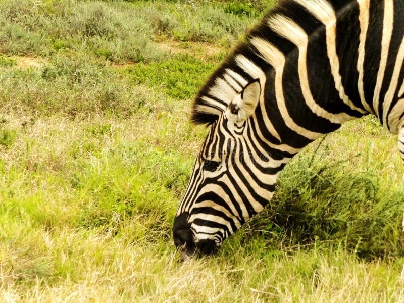 Cabeza Masculina De La Cebra Imagen de archivo - Imagen de safari, pelo ...