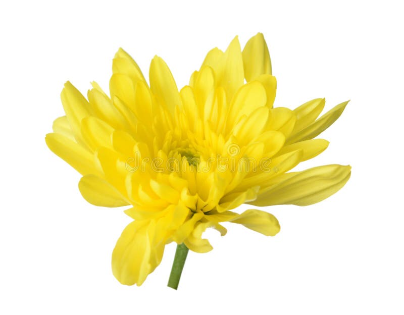 Cabeza De Crisantemo Amarillo Imagen de archivo - Imagen de fresco ...