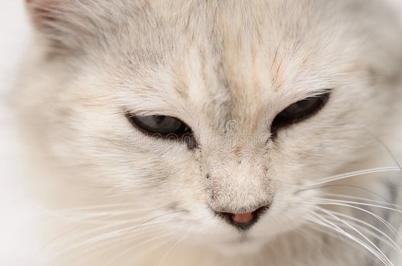 1,544 Gato Beige Y Blanco Fotos de stock - Fotos libres de regalías de ...