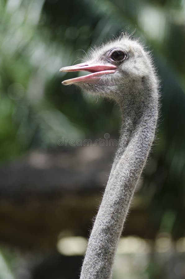 Cabeza de la avestruz imagen de archivo. Imagen de avestruz - 35345441