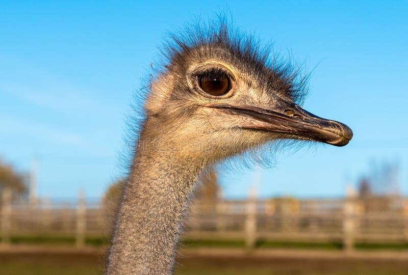 Cabeza De La Avestruz Con El Pico Y El Cuello Rojos En La Granja Foto ...