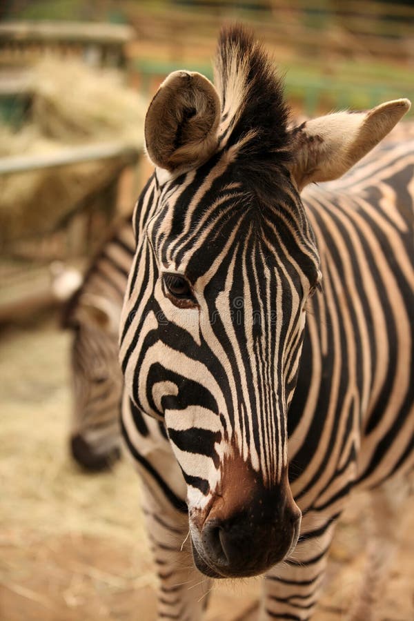 Cabeza De La Cebra En Fondo De La Naturaleza Imagen de archivo - Imagen ...