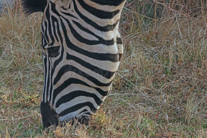 Cebra adulta foto de archivo. Imagen de sabana, negro - 14350880