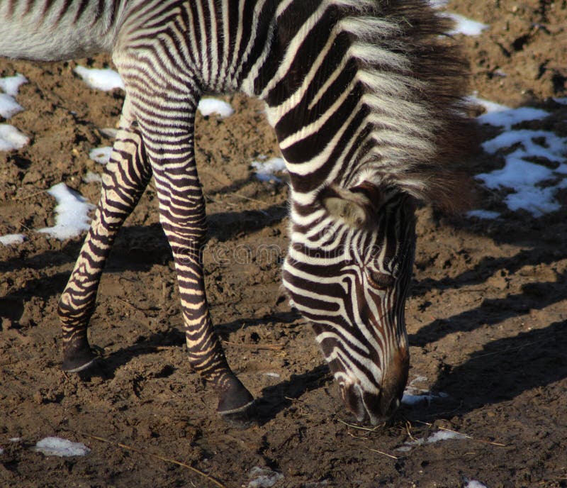 Cabeza De La Cebra De Grevy Imagen de archivo - Imagen de blanco ...