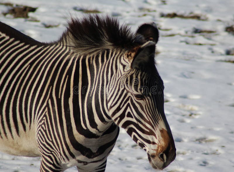 Cabeza De La Cebra De Grevy Imagen de archivo - Imagen de blanco ...