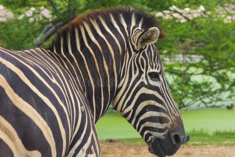 La Cabeza De Una Cebra Aislada En El Fondo Blanco Imagen de archivo ...