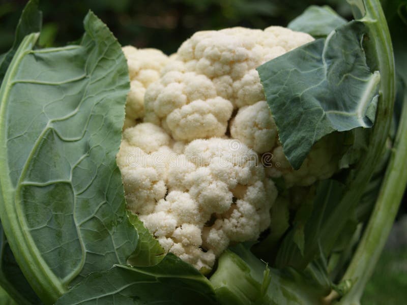 Cabeza de la coliflor foto de archivo. Imagen de grande - 97821102