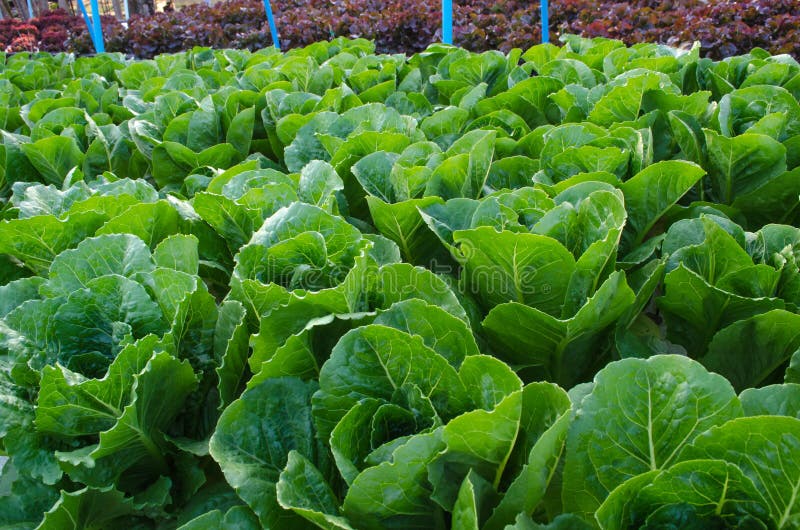 Cabeza De La Lechuga De La Mantequilla. Imagen de archivo - Imagen de ...