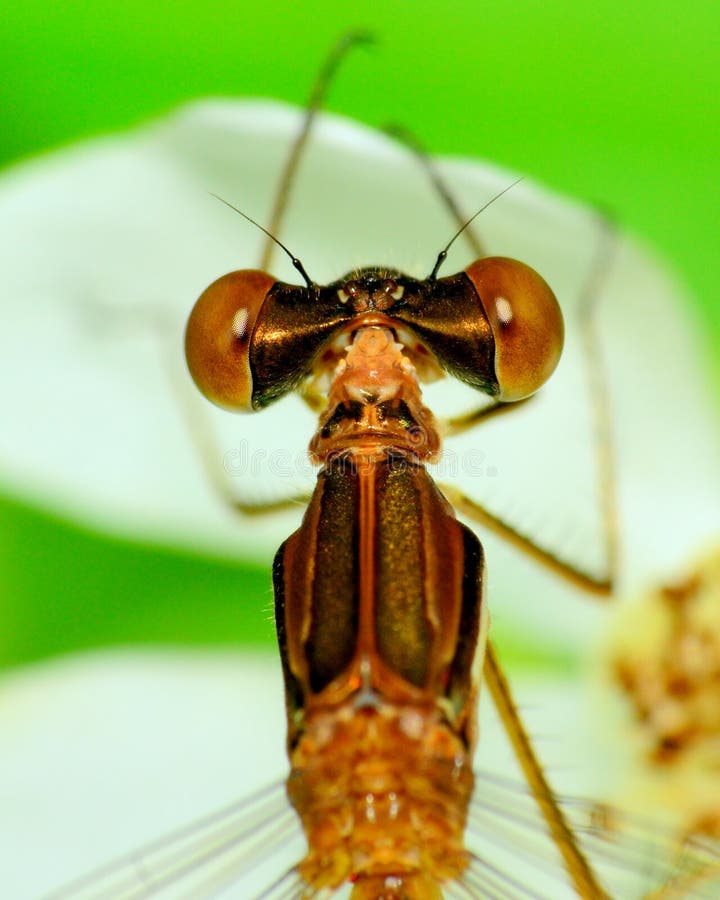 Cabeza de la libélula imagen de archivo. Imagen de macro - 31508915