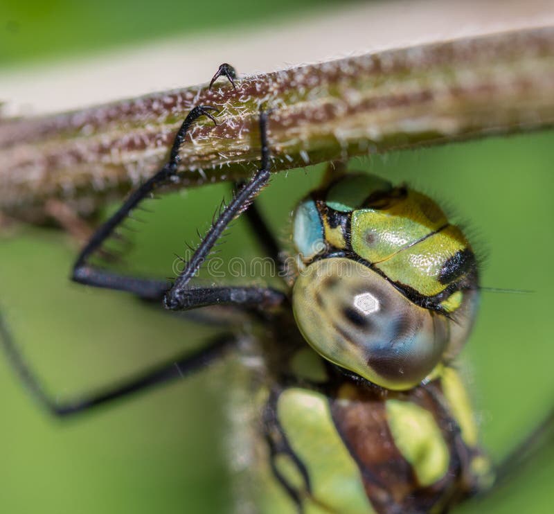 Cabeza de la libélula imagen de archivo. Imagen de vida - 103777357