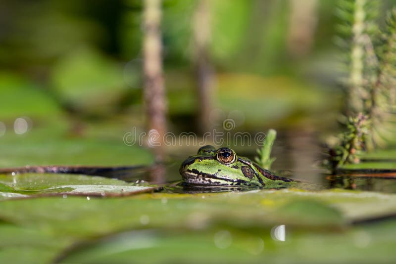 Cabeza De La Rana Verde En Agua Imagen de archivo - Imagen de yeguas ...