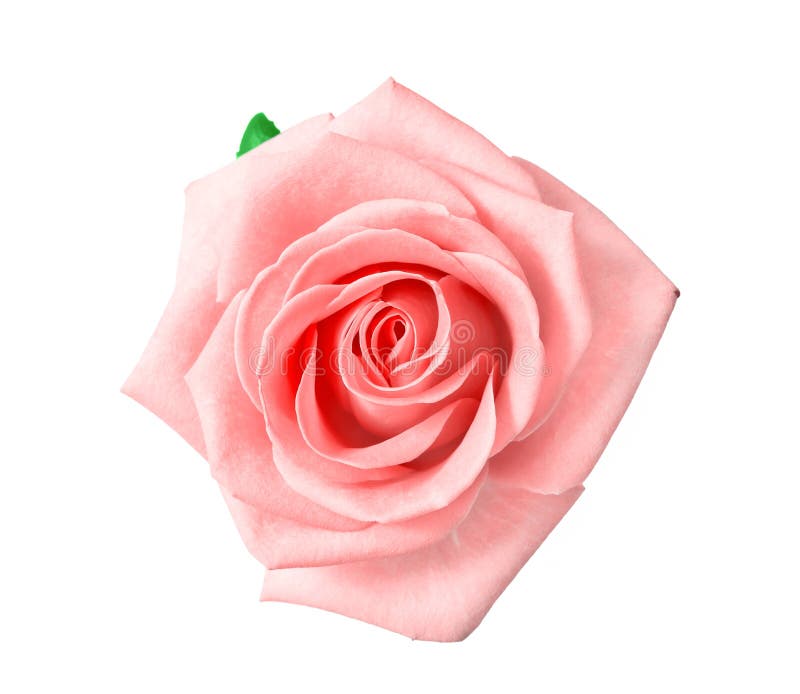 Cabeza de la rosa del rosa imagen de archivo. Imagen de fragilidad ...