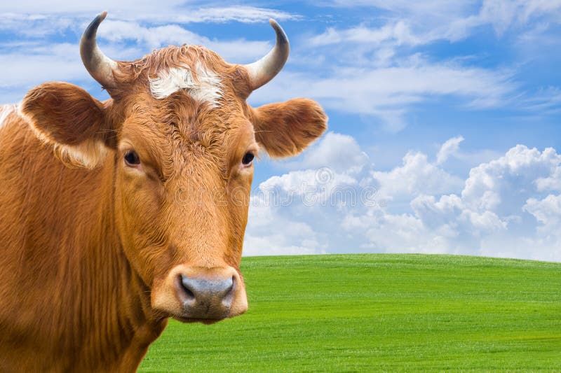 Cabeza De La Vaca Sobre Prado Del Verano Imagen de archivo - Imagen de ...