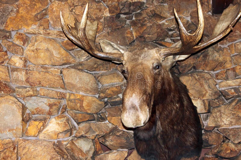 Un Alce Grande Con Las Astas En Una Nieve De La Nieve Asalta Alces ...