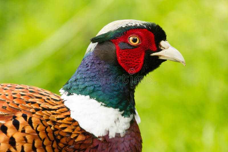 2,334 Faisanes Fotos de stock - Fotos libres de regalías de Dreamstime