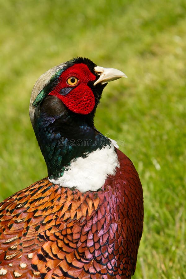 Los Faisanes En La Carretera Tienen Cuidado Con El Letrero De Seguridad ...