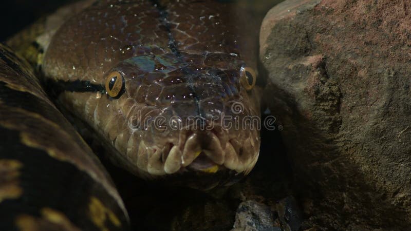 Cabeza De Serpiente Pithon Reticulada En Un Terrario Metrajes - Vídeo ...