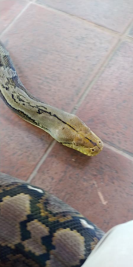 Cabeza De Serpiente Python Reticulada Imagen de archivo - Imagen de ...