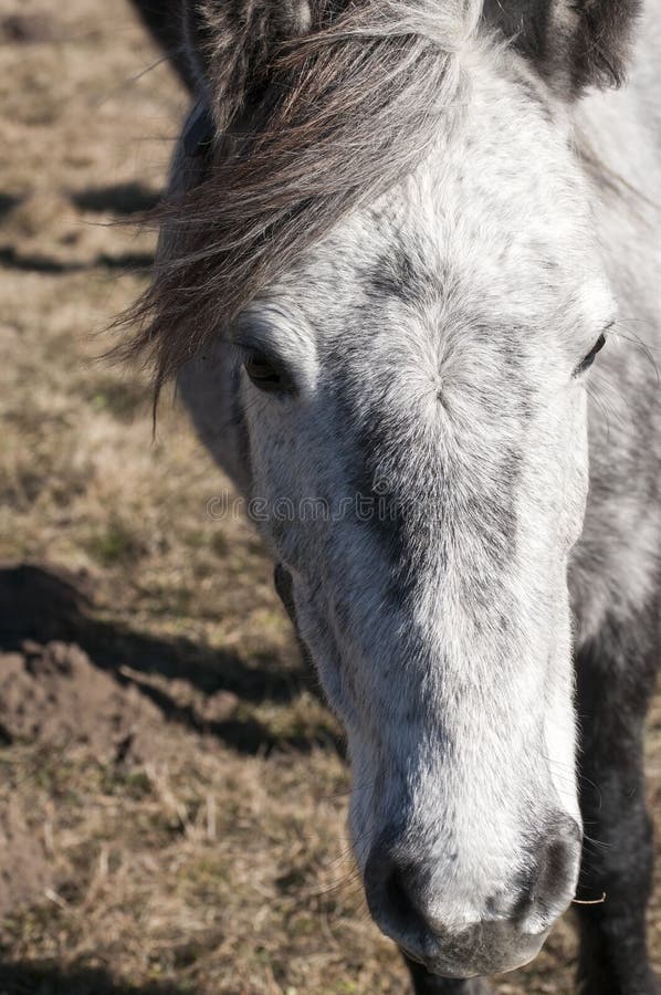 Cabeza de un burdégano foto de archivo. Imagen de caballo - 49335204
