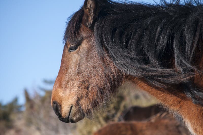 Cabeza de un burdégano foto de archivo. Imagen de caballo - 49335204