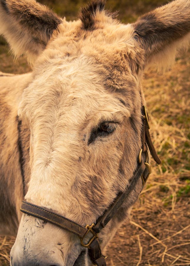 Cabeza del burro foto de archivo. Imagen de exterior - 36949602