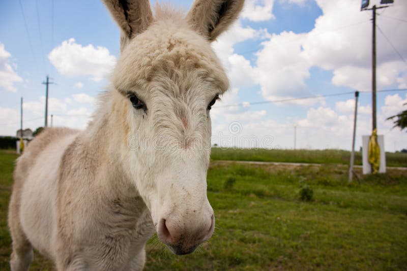Cabeza de un burro blanco foto de archivo. Imagen de cubo - 104925302