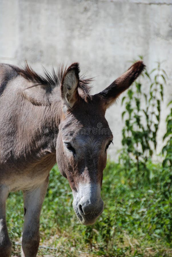 Cabeza De Un Burro En Una Granja Foto de archivo - Imagen de crianza ...