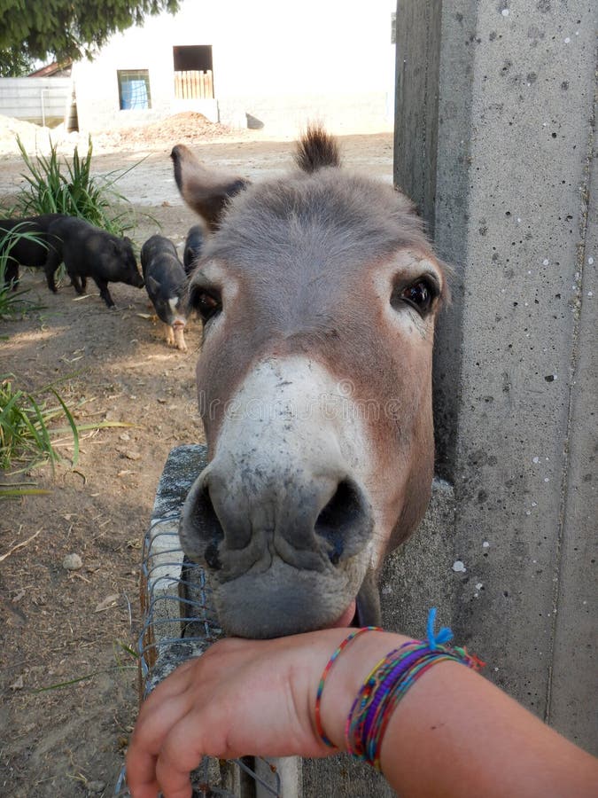 Retrato De Una Cabeza De Burro Imagen de archivo - Imagen de exterior ...