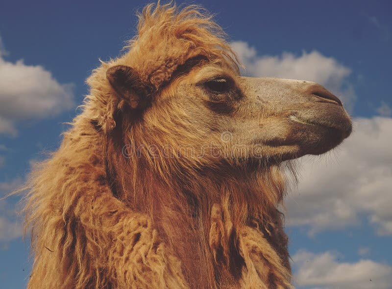 imágenes comunes del Camello Feliz Aislado - los derechos de la ...