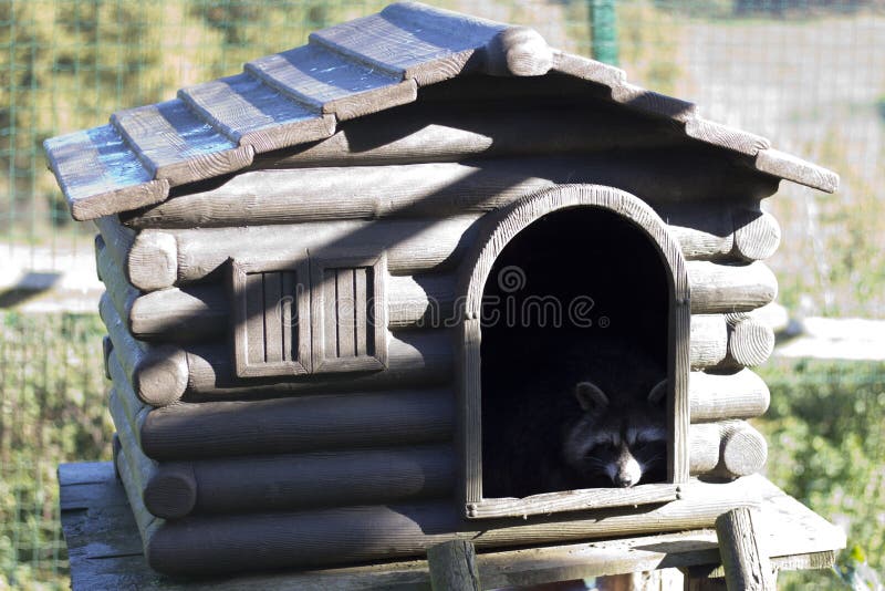 Mapache Dentro De Una Casa Hecha Por Humanos De Madera Imagen de ...