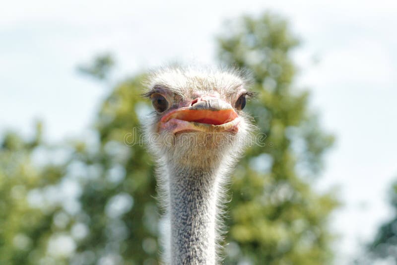 Cabeza de una avestruz foto de archivo. Imagen de pista - 109216706