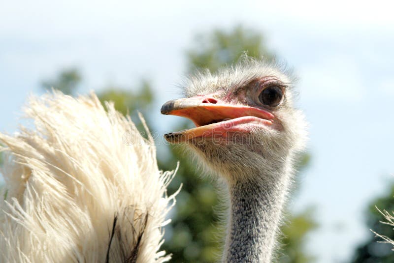 Cabeza de una avestruz foto de archivo. Imagen de pista - 109216706