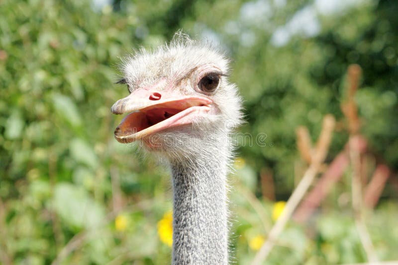 Cabeza de una avestruz foto de archivo. Imagen de pista - 109216706