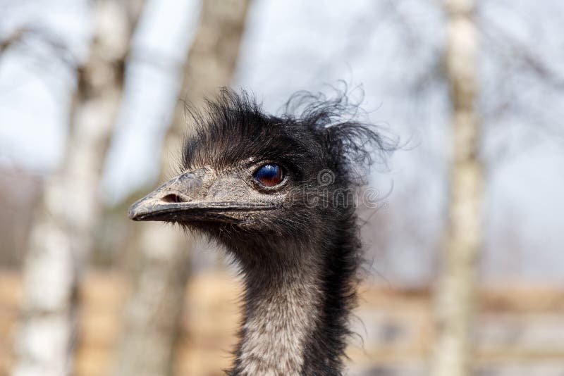 Cabeza de una avestruz foto de archivo. Imagen de fauna - 115943712