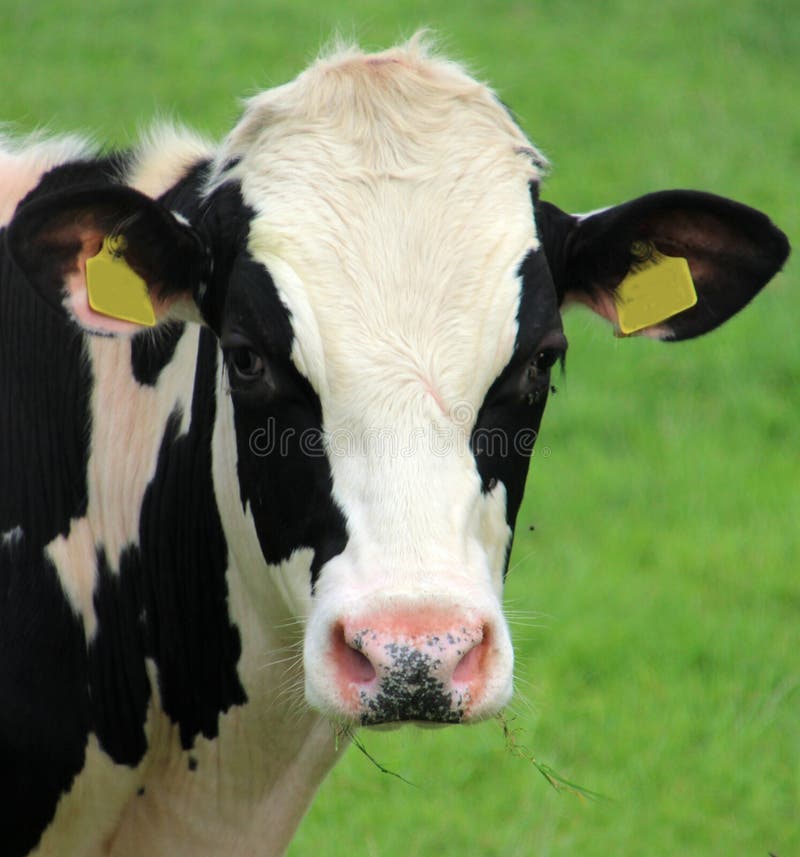 Cabeza De Una Vaca En Un Prado Imagen de archivo - Imagen de hierba ...