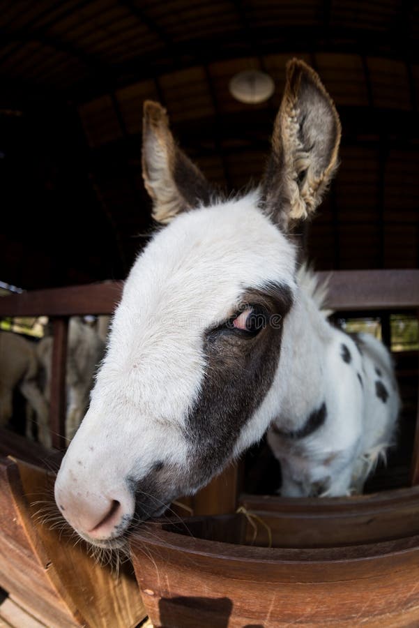 La Nariz Del Burro Fotos De Stock - Download 240 Fotos Libres de Derechos