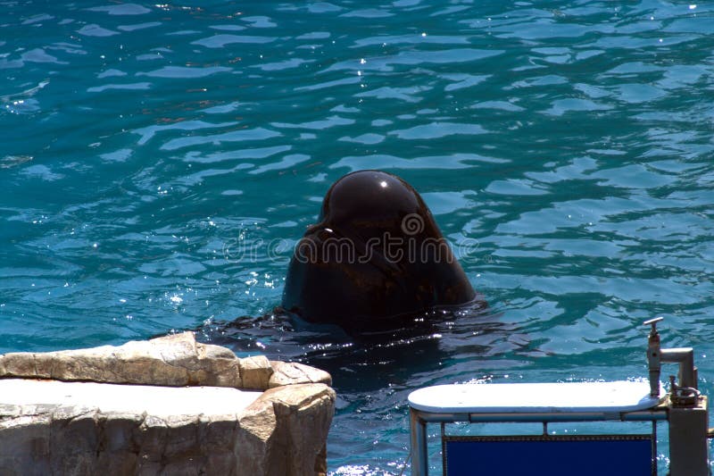 Imagen De La Cabeza Del Delfín - Foto Común Foto de archivo - Imagen de ...
