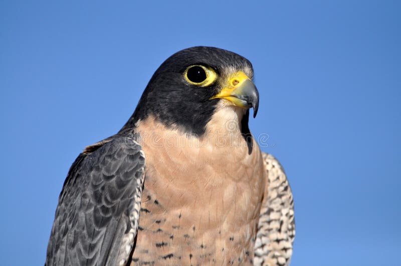 Cabeza del halcón imagen de archivo. Imagen de necesidades - 81276295