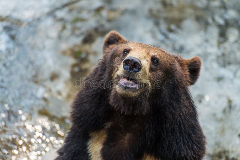 Cabeza del oso imagen de archivo. Imagen de retrato, grande - 33840031