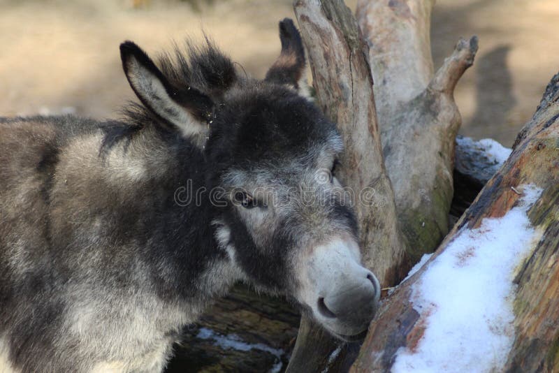 Cabeza enana del burro imagen de archivo. Imagen de cubo - 86321691