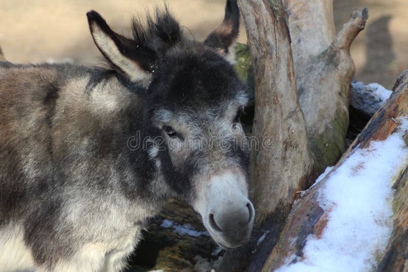 Burro Enano Fotos - Libres de Derechos y Gratuitas de Dreamstime